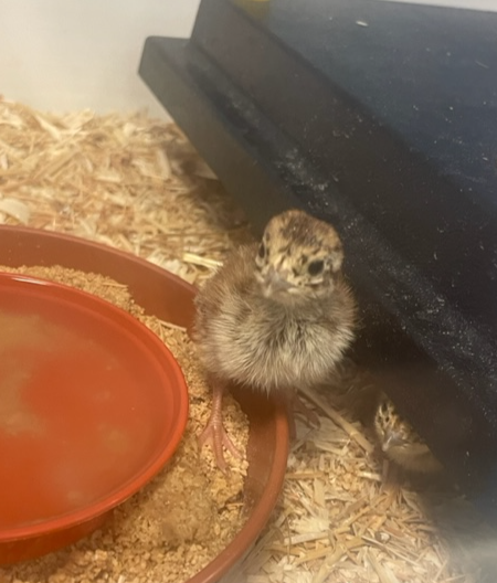 St Mary's Church of England Primary School | Grey Partridge ...