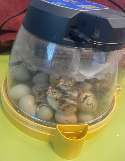 St Mary's Church of England Primary School | Grey Partridge ...